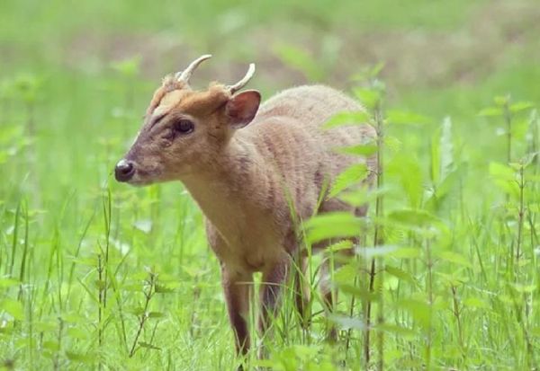 麂子是什么动物_麂子是国家几级保护动物-第3张图片-山城妙识