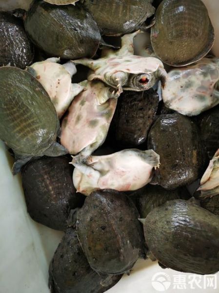 甲鱼批发价格多少钱一斤_如何挑选优质甲鱼-第3张图片-山城妙识