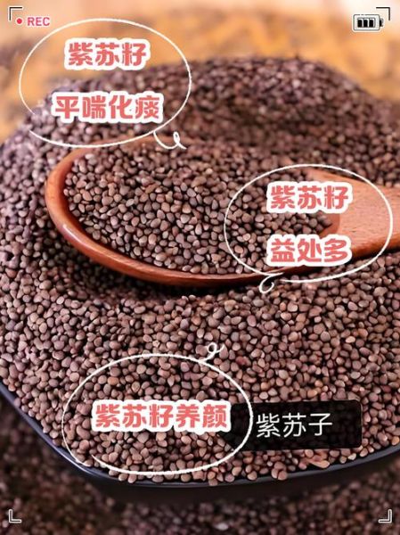 紫苏子的功效与作用及禁忌_紫苏子怎么吃效果最好-第2张图片-山城妙识