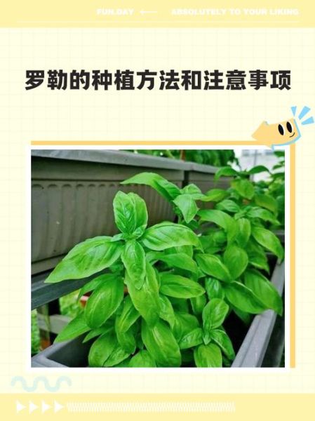 罗勒种子怎么种_罗勒种子多久发芽-第2张图片-山城妙识 罗勒种子怎么种_罗勒种子多久发芽-第2张图片-山城妙识