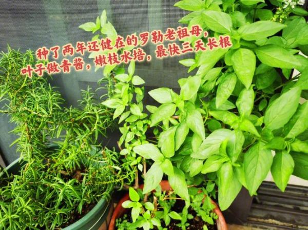 罗勒种子怎么种_罗勒种子多久发芽-第3张图片-山城妙识 罗勒种子怎么种_罗勒种子多久发芽-第3张图片-山城妙识