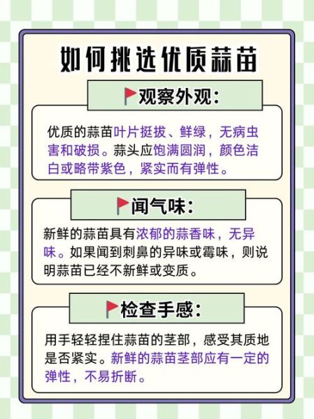 洋蒜苗怎么种_洋蒜苗多久能采收-第3张图片-山城妙识