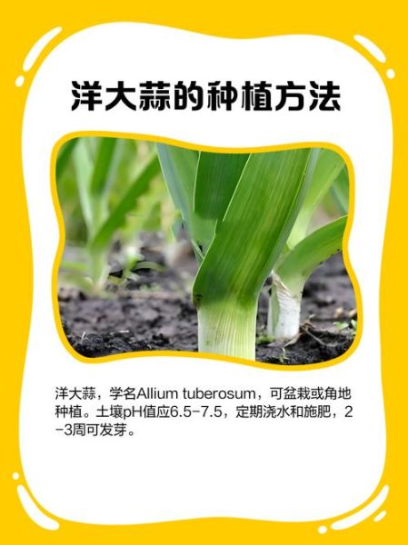 洋蒜苗怎么种_洋蒜苗多久能采收-第1张图片-山城妙识