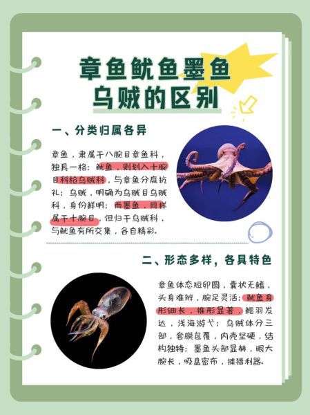 乌贼和章鱼的区别图片_乌贼章鱼怎么区分-第2张图片-山城妙识