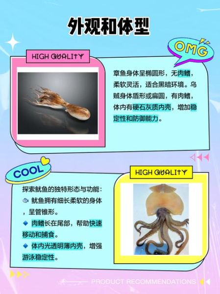 乌贼和章鱼的区别图片_乌贼章鱼怎么区分-第1张图片-山城妙识