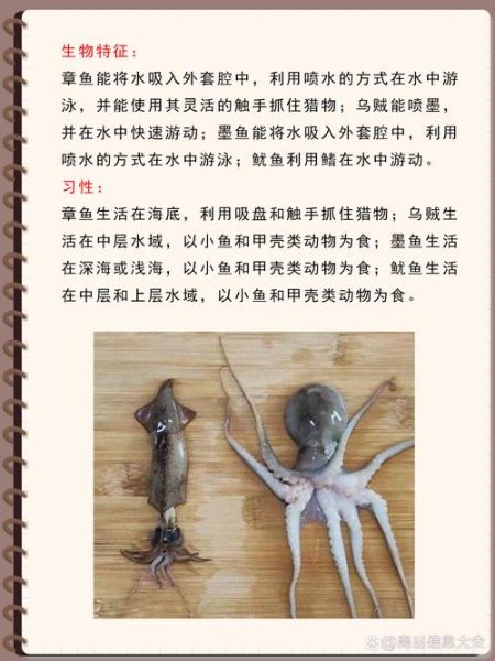 乌贼和章鱼的区别图片_乌贼章鱼怎么区分-第3张图片-山城妙识