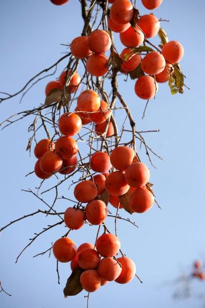 柿子图片大全哪里找_如何欣赏柿子美图-第3张图片-山城妙识