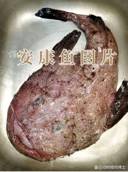 安康鱼为什么便宜_安康鱼价格低的真实原因-第1张图片-山城妙识