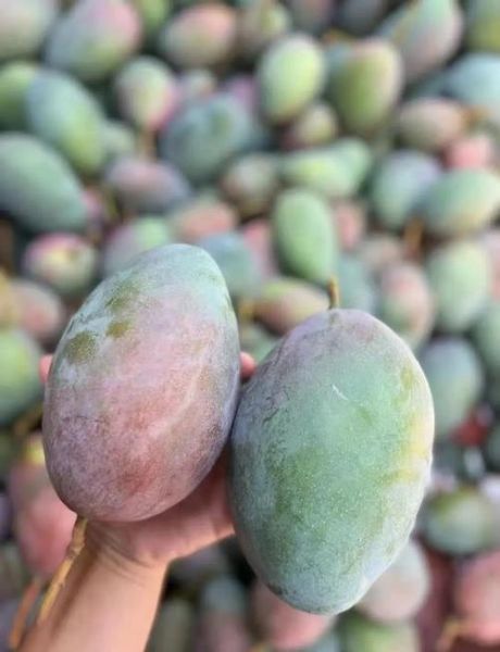 凯特芒果多少钱一斤_凯特芒果价格为什么差距大-第1张图片-山城妙识 凯特芒果多少钱一斤_凯特芒果价格为什么差距大-第1张图片-山城妙识