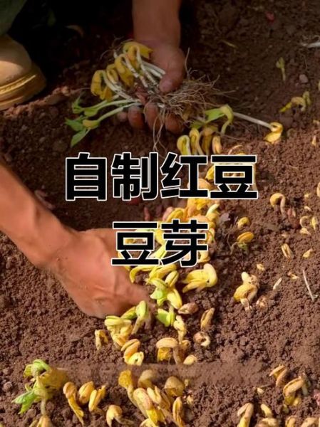 红豆芽怎么发_红豆芽发芽最快方法-第1张图片-山城妙识