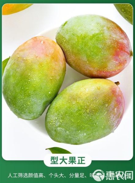 凯特芒果多少钱一斤_凯特芒果价格为什么差距大-第3张图片-山城妙识 凯特芒果多少钱一斤_凯特芒果价格为什么差距大-第3张图片-山城妙识
