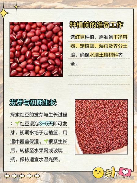 红豆芽怎么发_红豆芽发芽最快方法-第3张图片-山城妙识
