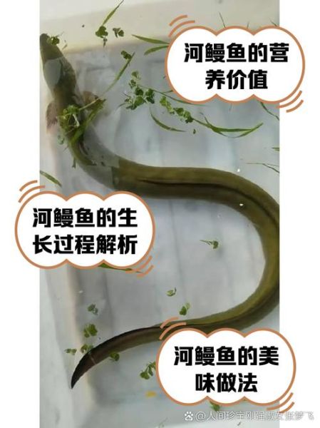 河鳗的营养价值_河鳗怎么吃最补-第1张图片-山城妙识