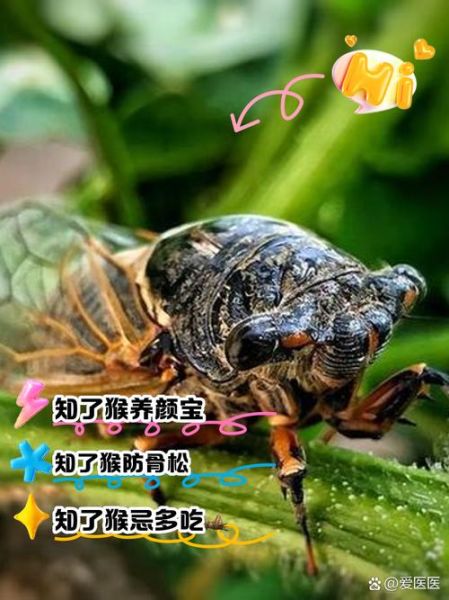 知了吃了有什么好处_知了营养价值高吗-第1张图片-山城妙识