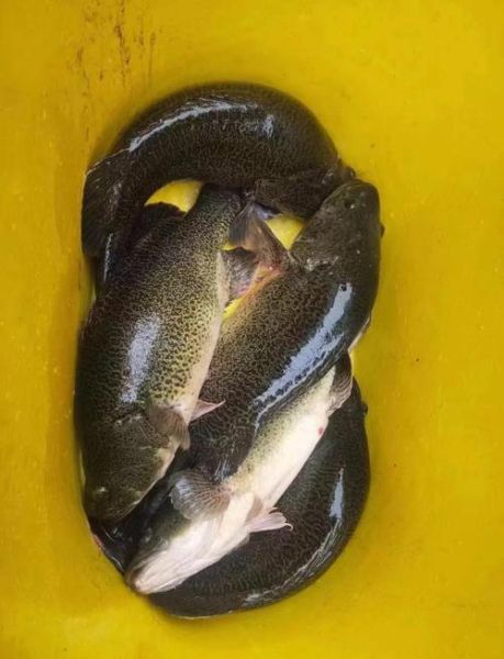 淡水鳕鱼是什么鱼_淡水鳕鱼多少钱一斤-第1张图片-山城妙识 淡水鳕鱼是什么鱼_淡水鳕鱼多少钱一斤-第1张图片-山城妙识