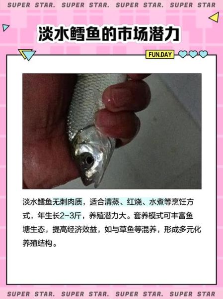 淡水鳕鱼是什么鱼_淡水鳕鱼多少钱一斤-第2张图片-山城妙识 淡水鳕鱼是什么鱼_淡水鳕鱼多少钱一斤-第2张图片-山城妙识