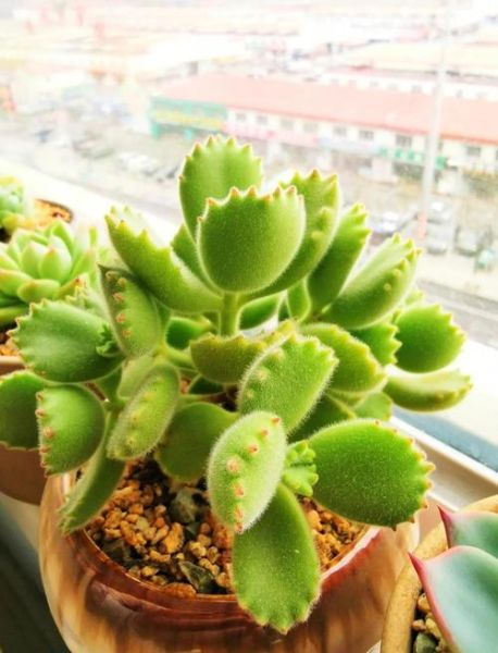 熊掌怎么处理干净_熊掌去毛最快方法-第1张图片-山城妙识