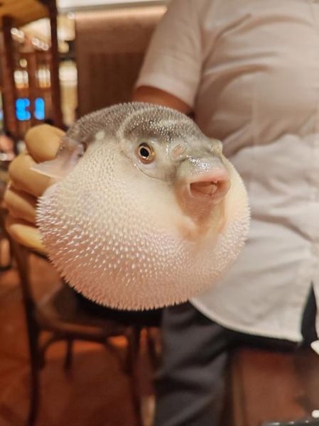 野生河豚鱼多少钱一斤_野生河豚鱼价格行情-第1张图片-山城妙识 野生河豚鱼多少钱一斤_野生河豚鱼价格行情-第1张图片-山城妙识