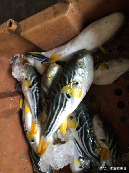 野生河豚鱼多少钱一斤_野生河豚鱼价格行情-第3张图片-山城妙识 野生河豚鱼多少钱一斤_野生河豚鱼价格行情-第3张图片-山城妙识