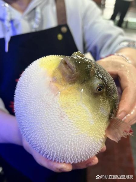 野生河豚鱼多少钱一斤_野生河豚鱼价格行情-第2张图片-山城妙识 野生河豚鱼多少钱一斤_野生河豚鱼价格行情-第2张图片-山城妙识