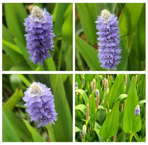 梭鱼草的功效与作用_梭鱼草能长期泡水喝吗-第2张图片-山城妙识