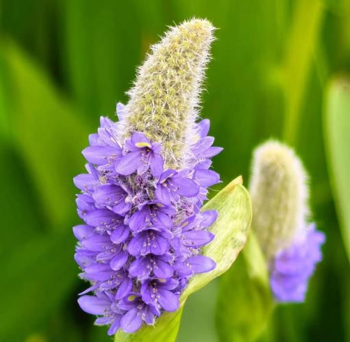 梭鱼草的功效与作用_梭鱼草能长期泡水喝吗-第3张图片-山城妙识