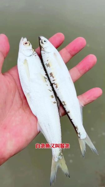 白条鱼的功效与作用_白条鱼的营养价值-第2张图片-山城妙识