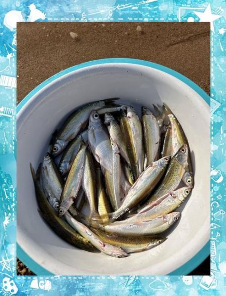 白条鱼的功效与作用_白条鱼的营养价值-第3张图片-山城妙识