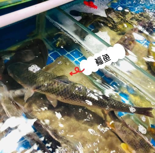 海狼鱼是什么鱼_海狼鱼怎么做好吃-第1张图片-山城妙识