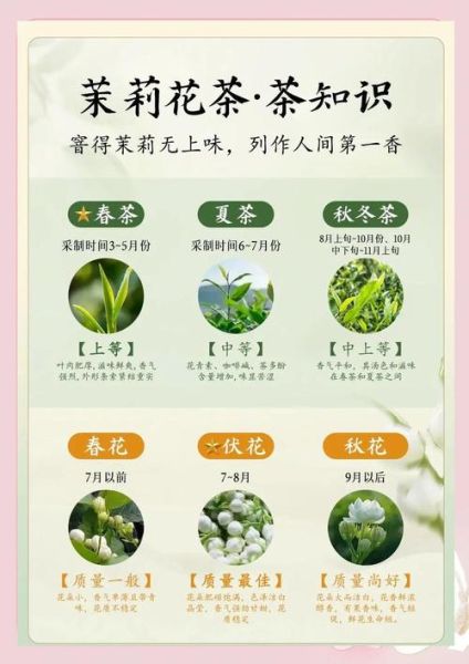 茉莉花茶有哪些种类_如何挑选正宗茉莉花茶-第2张图片-山城妙识 茉莉花茶有哪些种类_如何挑选正宗茉莉花茶-第2张图片-山城妙识