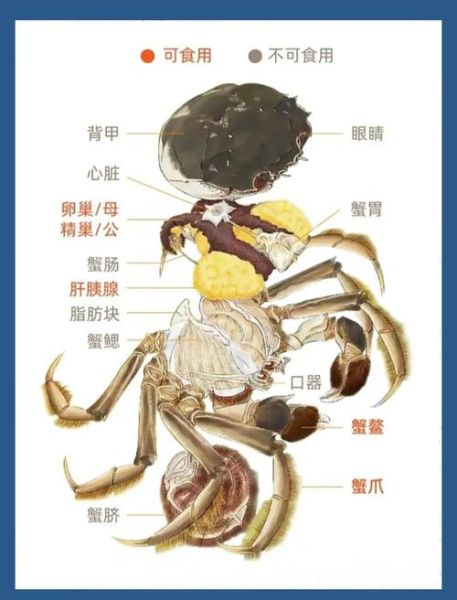 大闸蟹哪些部位不能吃_蟹腮蟹心蟹胃怎么区分-第2张图片-山城妙识 大闸蟹哪些部位不能吃_蟹腮蟹心蟹胃怎么区分-第2张图片-山城妙识