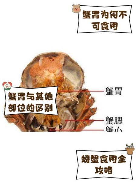大闸蟹哪些部位不能吃_蟹腮蟹心蟹胃怎么区分-第1张图片-山城妙识 大闸蟹哪些部位不能吃_蟹腮蟹心蟹胃怎么区分-第1张图片-山城妙识