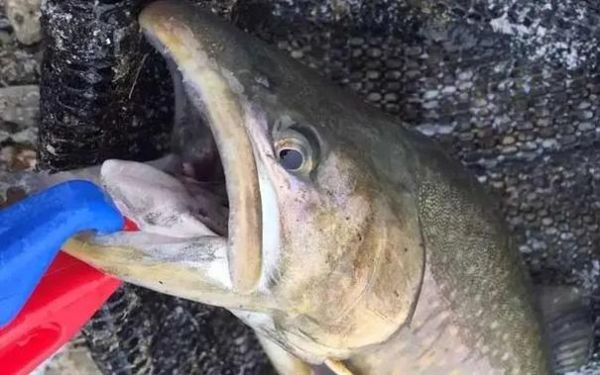 巨型哲罗鲑鱼图片_真实体型有多大-第3张图片-山城妙识