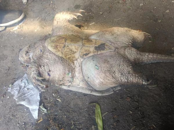 乌龟临死前的征兆_如何判断乌龟是否快死了-第1张图片-山城妙识 乌龟临死前的征兆_如何判断乌龟是否快死了-第1张图片-山城妙识