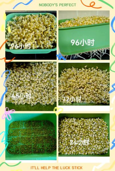 豆芽菜怎么种_家庭无土栽培步骤-第2张图片-山城妙识