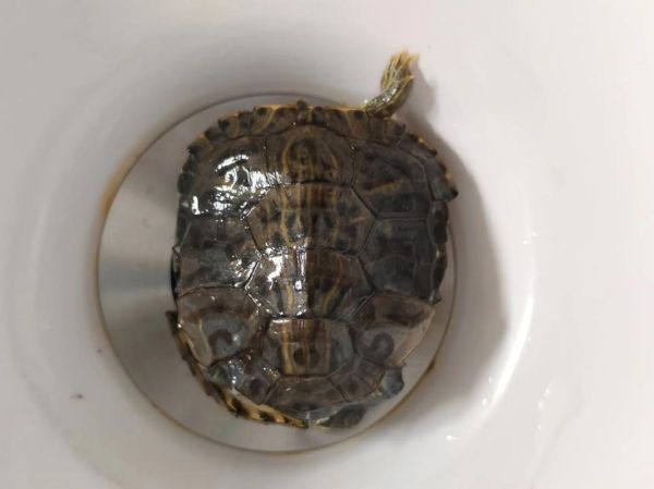 乌龟临死前的征兆_如何判断乌龟是否快死了-第3张图片-山城妙识 乌龟临死前的征兆_如何判断乌龟是否快死了-第3张图片-山城妙识