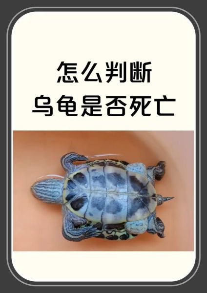 乌龟临死前的征兆_如何判断乌龟是否快死了-第2张图片-山城妙识 乌龟临死前的征兆_如何判断乌龟是否快死了-第2张图片-山城妙识