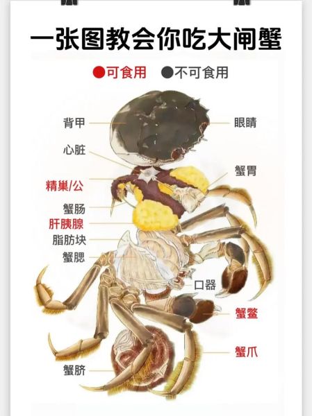 大闸蟹怎么吃图解_大闸蟹正确吃法步骤-第2张图片-山城妙识