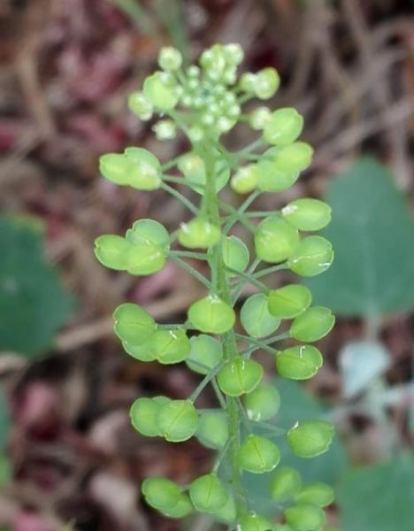 独行菜属有哪些常见品种_独行菜属怎么区分-第3张图片-山城妙识