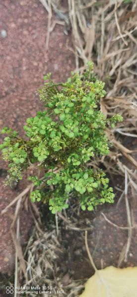 独行菜属有哪些常见品种_独行菜属怎么区分-第2张图片-山城妙识