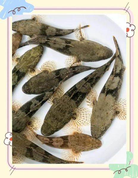 鳢鱼怎么养_鳢鱼吃什么长得快-第1张图片-山城妙识 鳢鱼怎么养_鳢鱼吃什么长得快-第1张图片-山城妙识