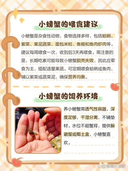 小螃蟹吃什么容易养活_新手喂食指南-第1张图片-山城妙识 小螃蟹吃什么容易养活_新手喂食指南-第1张图片-山城妙识