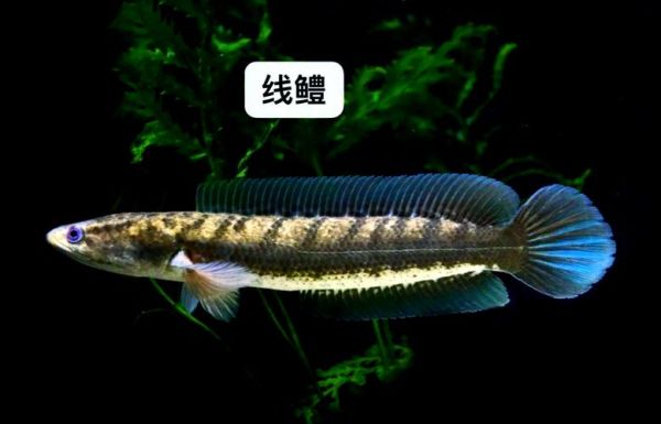 鳢鱼怎么养_鳢鱼吃什么长得快-第3张图片-山城妙识 鳢鱼怎么养_鳢鱼吃什么长得快-第3张图片-山城妙识