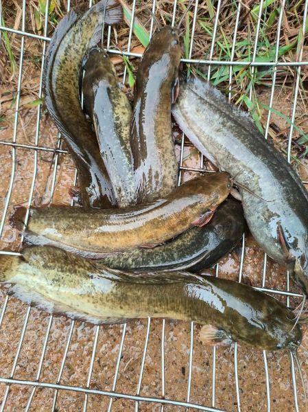 鳢鱼怎么养_鳢鱼吃什么长得快-第2张图片-山城妙识 鳢鱼怎么养_鳢鱼吃什么长得快-第2张图片-山城妙识