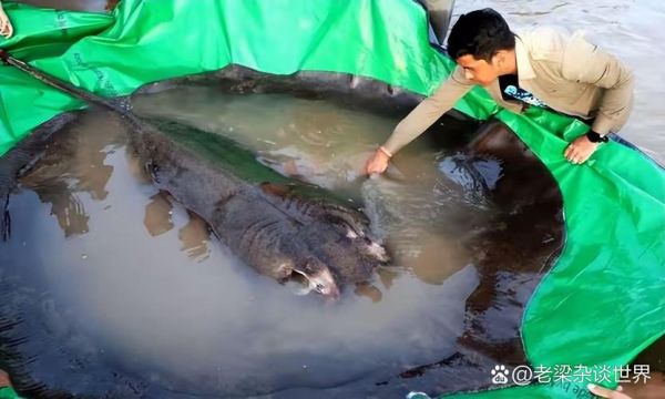 世界十大巨型淡水鱼有哪些_它们最大能长多大-第3张图片-山城妙识 世界十大巨型淡水鱼有哪些_它们最大能长多大-第3张图片-山城妙识