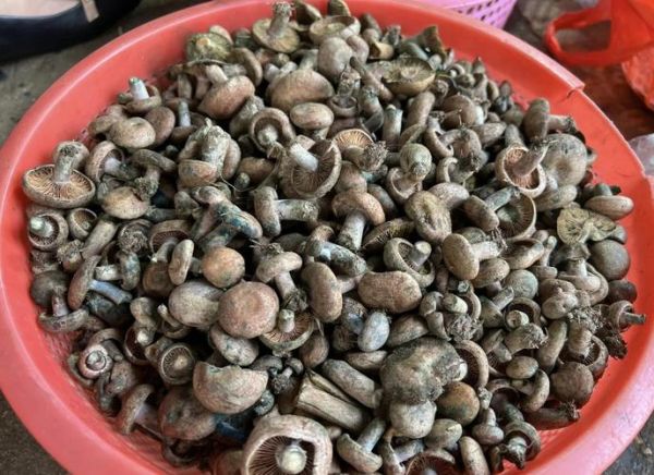 雁来蕈图片_如何分辨真假-第1张图片-山城妙识 雁来蕈图片_如何分辨真假-第1张图片-山城妙识