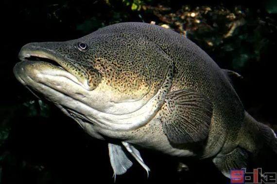 世界十大巨型淡水鱼有哪些_它们最大能长多大-第2张图片-山城妙识 世界十大巨型淡水鱼有哪些_它们最大能长多大-第2张图片-山城妙识