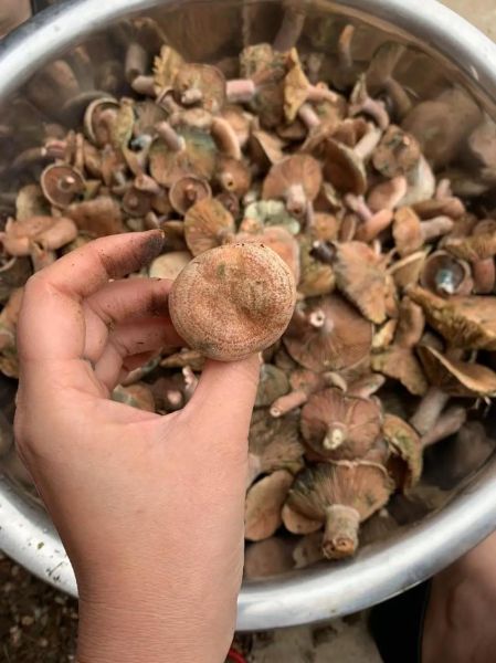 雁来蕈图片_如何分辨真假-第3张图片-山城妙识 雁来蕈图片_如何分辨真假-第3张图片-山城妙识