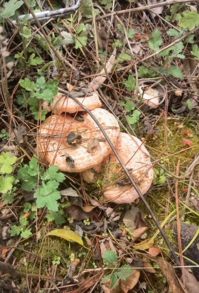 雁来蕈图片_如何分辨真假-第2张图片-山城妙识 雁来蕈图片_如何分辨真假-第2张图片-山城妙识