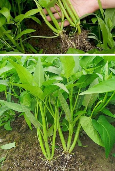 菜心苗和菜心的区别_哪个更好吃-第2张图片-山城妙识